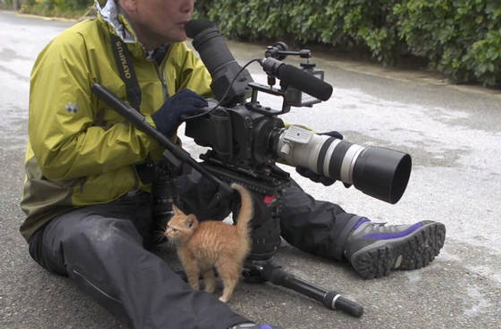 Island Kitten Befriends Animal Photographer - Love Meow