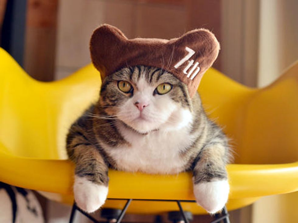 Maru Turns 7 - Love Meow