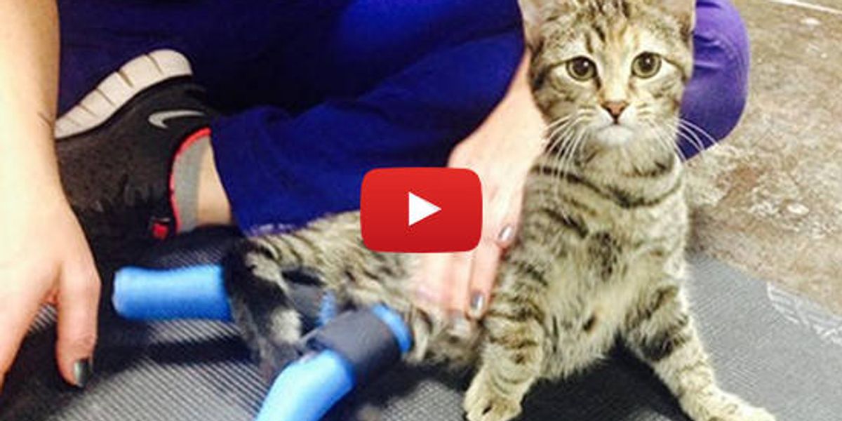 Boots The Ninja Cat With Only Two Paws - Love Meow