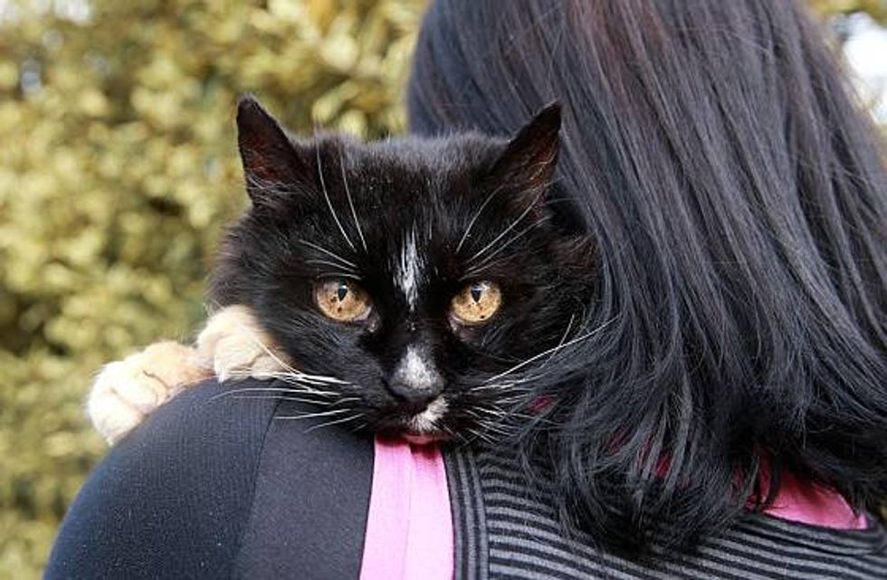 Missing Cat's Miracle Return After 13 Years - Love Meow