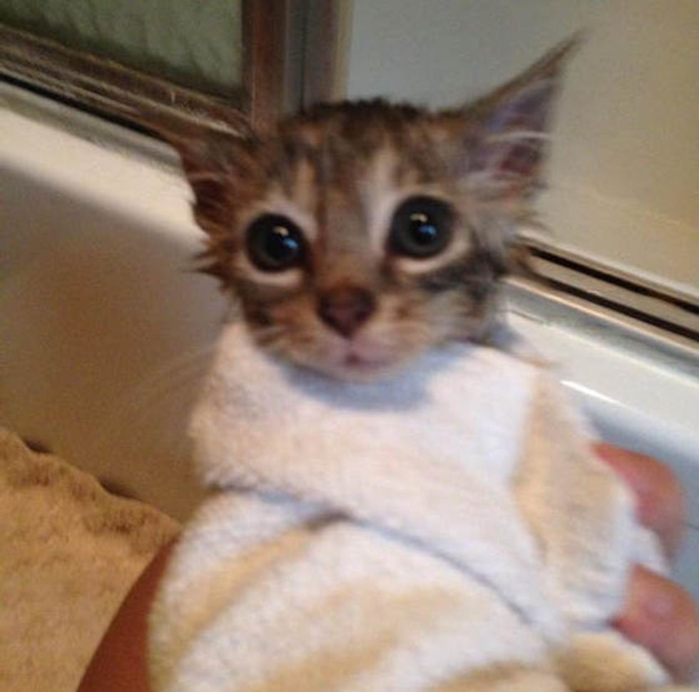 Peeps The Special Kitty - Love Meow