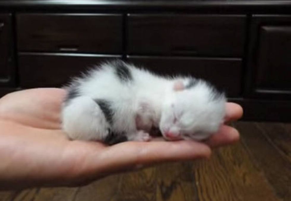 Little Cow Kitty's Rescue Journey from Baby to Cat - Love Meow