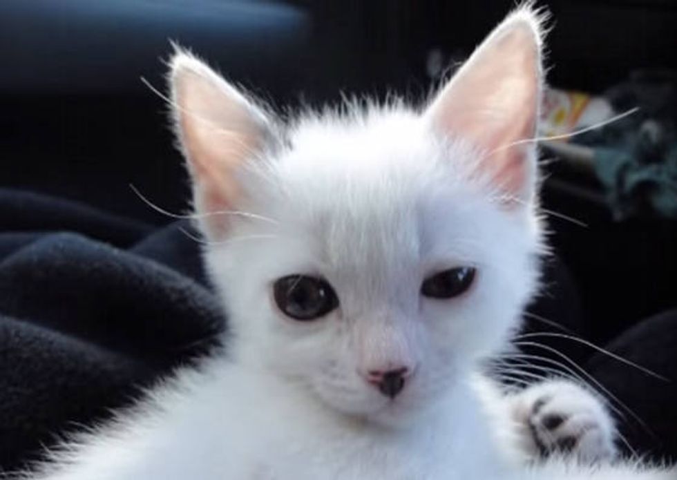 Little Cow Kitty's Rescue Journey from Baby to Cat - Love Meow