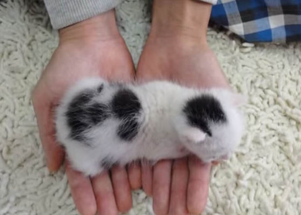 Little Cow Kitty's Rescue Journey from Baby to Cat - Love Meow