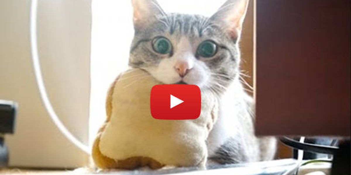 Kitty And Her Bread Pillow - Love Meow