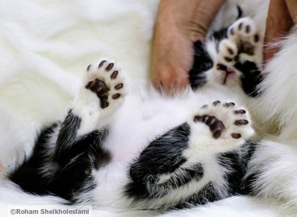 Toes the Cat with Big Mittens - Love Meow