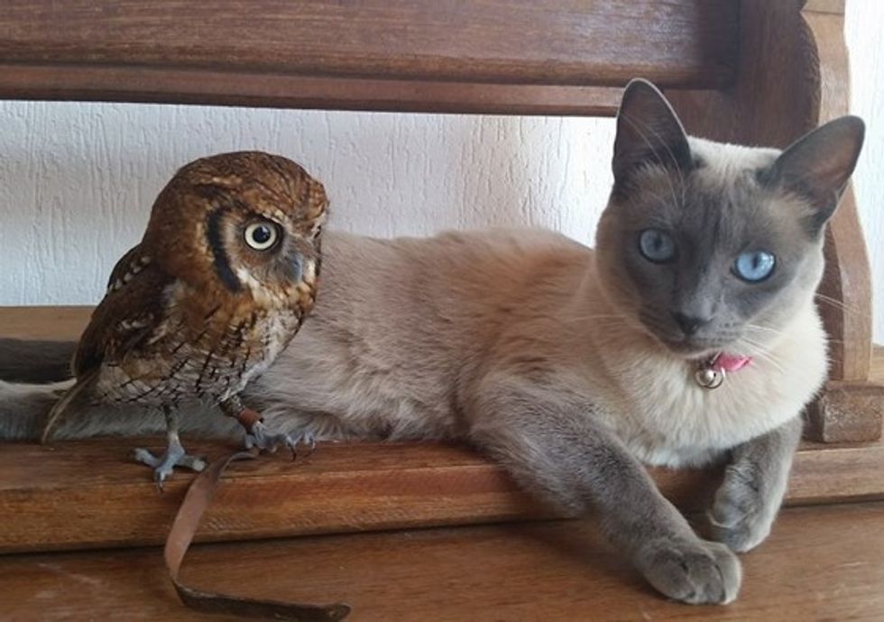 This Cat And Owl Are Best Friends - Love Meow