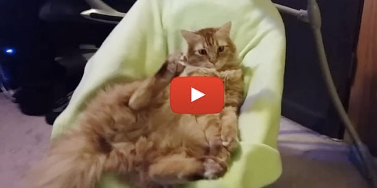 Cat Loves Baby Swing - Love Meow
