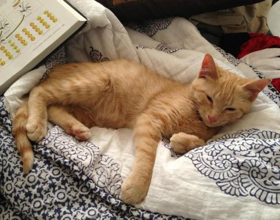 Woman Saves Kitten Despite Being Told He was too 'Feral', Right After ...