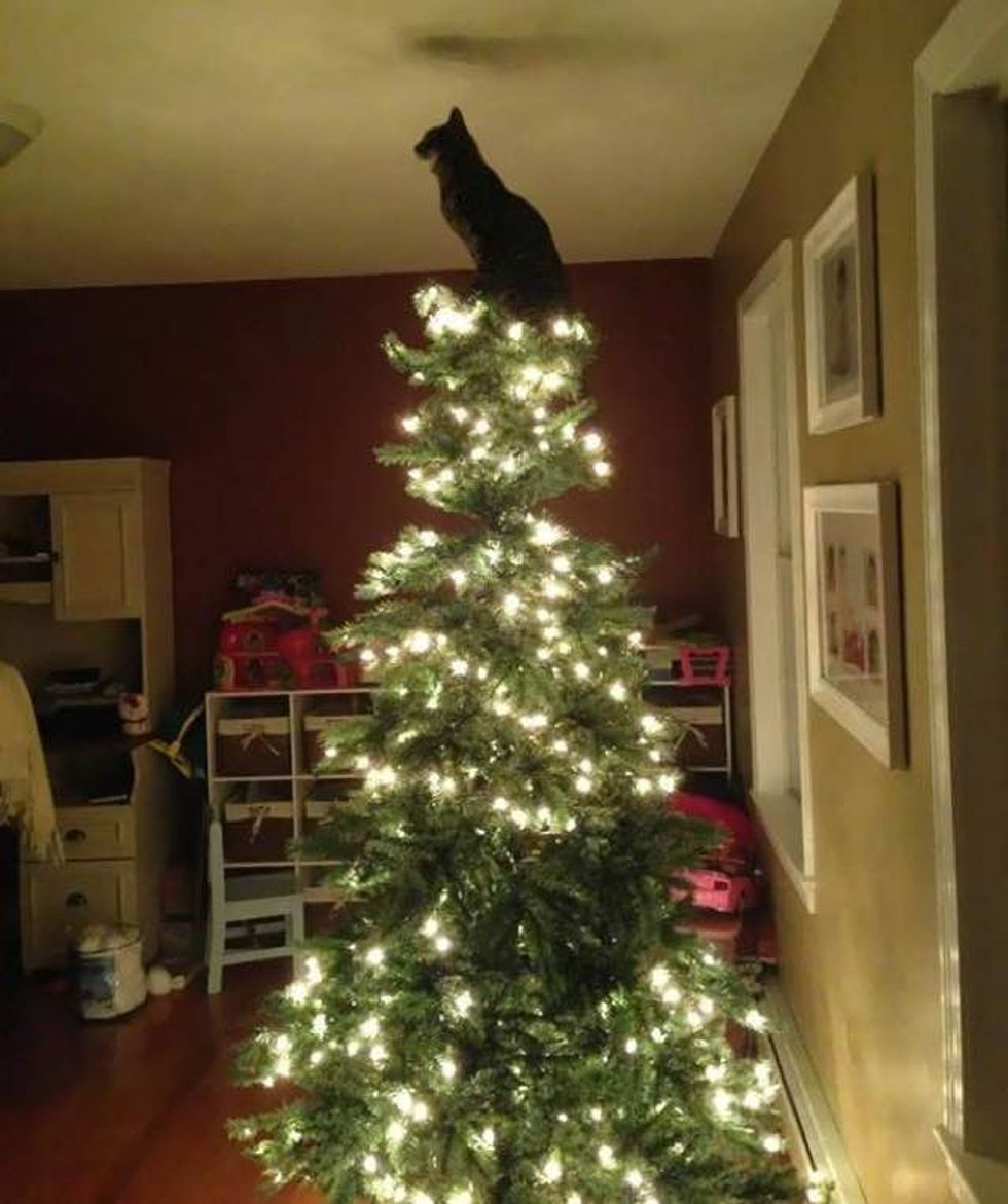 10+ Cats Proud of their Work with the Christmas Tree - Love Meow