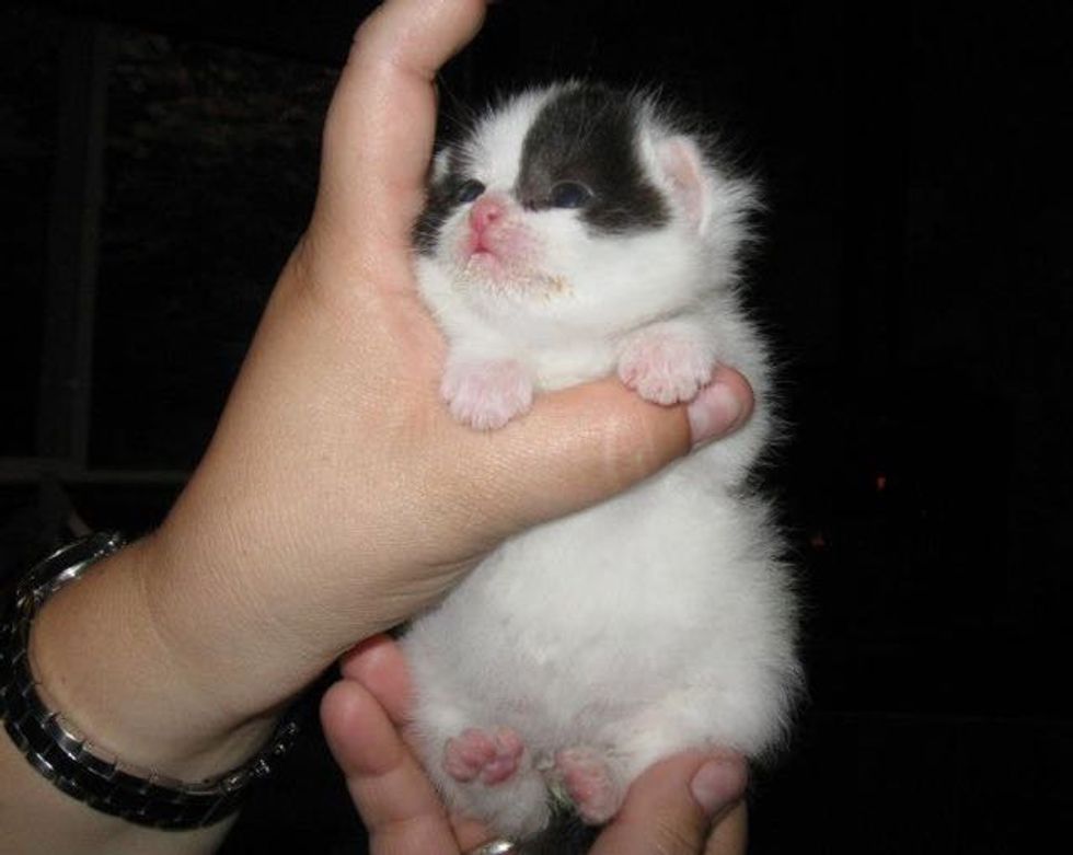 Panda the Kitten Saved from the Rain, Then and Now! - Love Meow