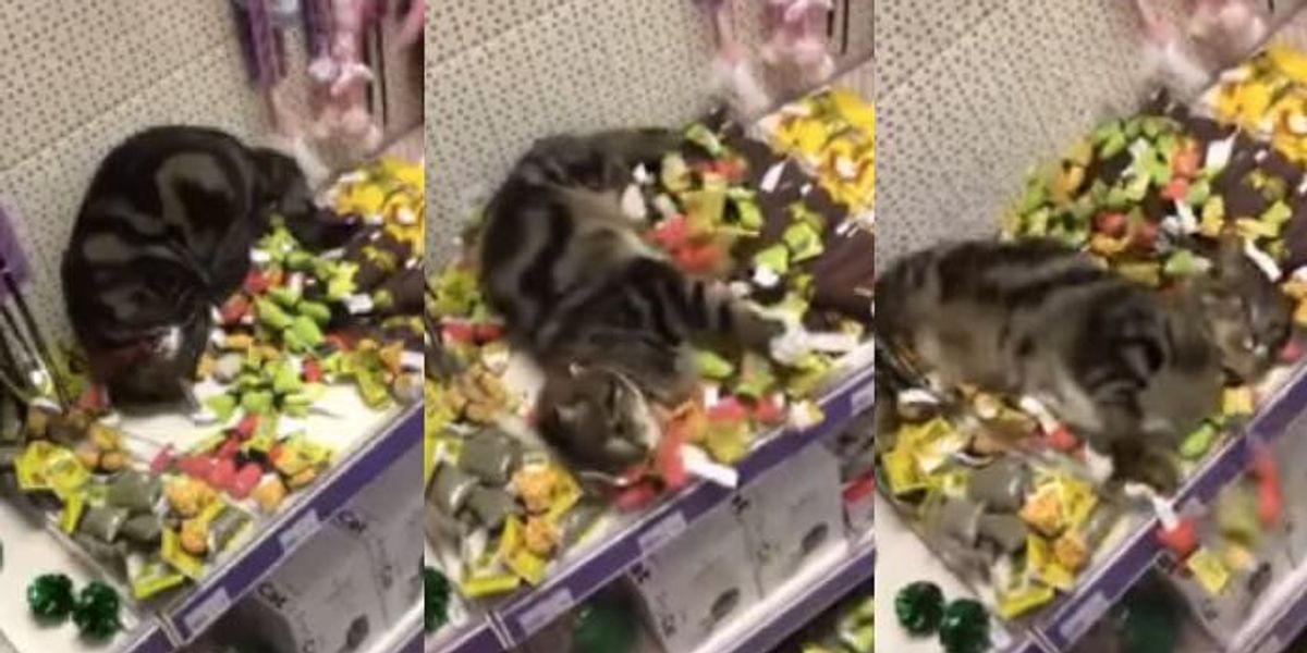 Lost Tabby Found Swimming in Piles of Catnip Toys at Store - Love Meow