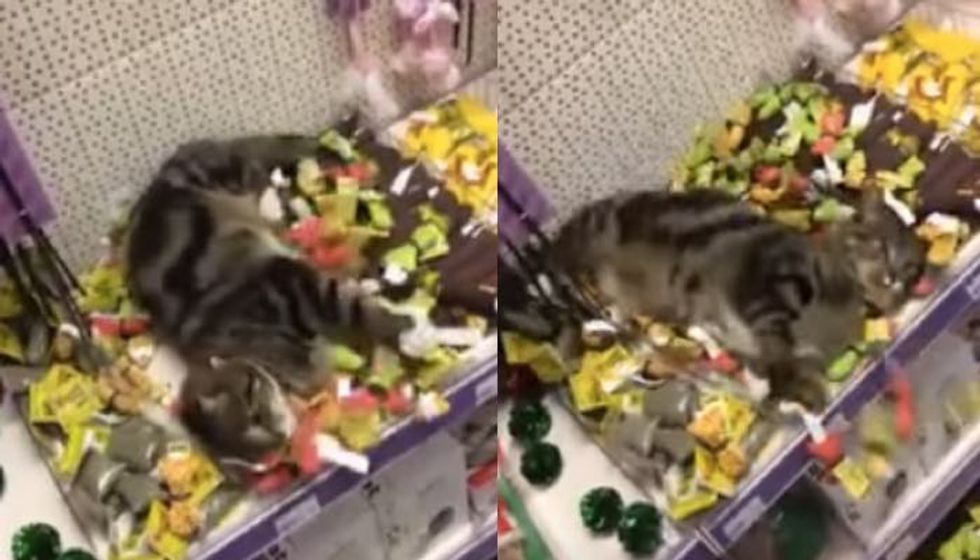 Lost Tabby Found Swimming in Piles of Catnip Toys at Store - Love Meow
