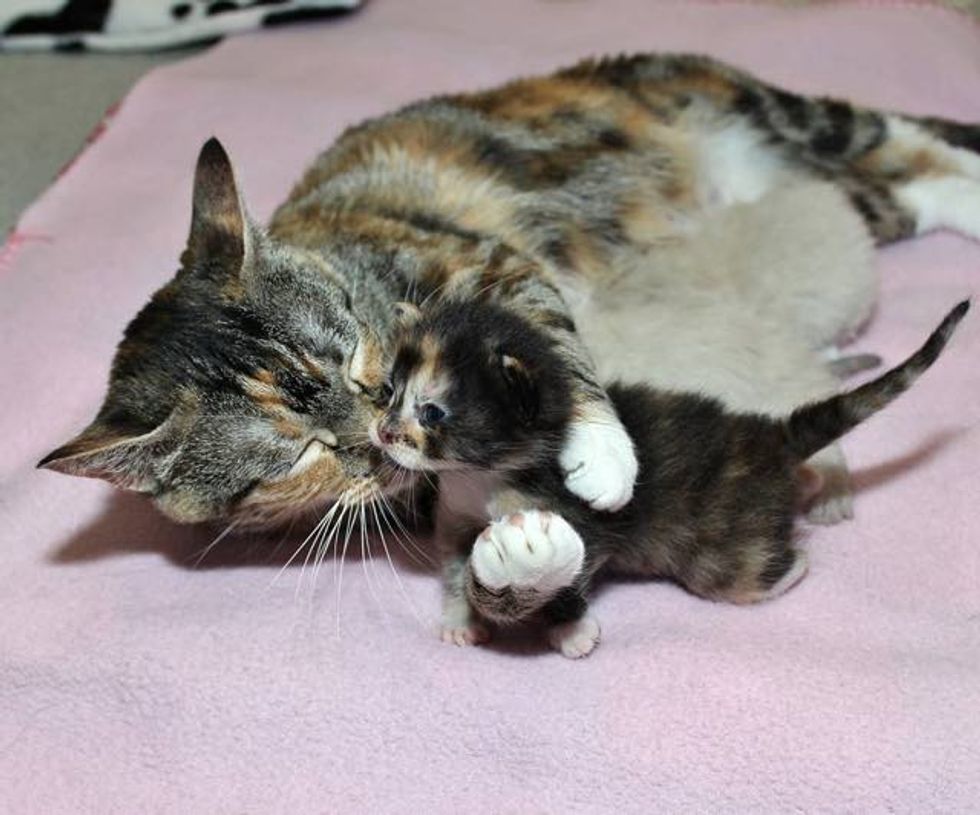 Stray Cat Mama Found Help to Safe Place Right Before She Gave Birth to ...