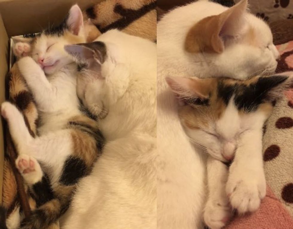 Woman Hears a Kitten Inside a Wall, Spends Hours Searching and Finds ...