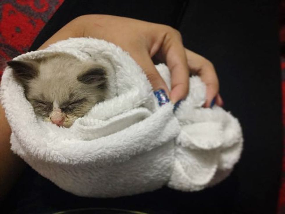 Street Kitten Holds onto His Rescuer Meowing for Love - Love Meow