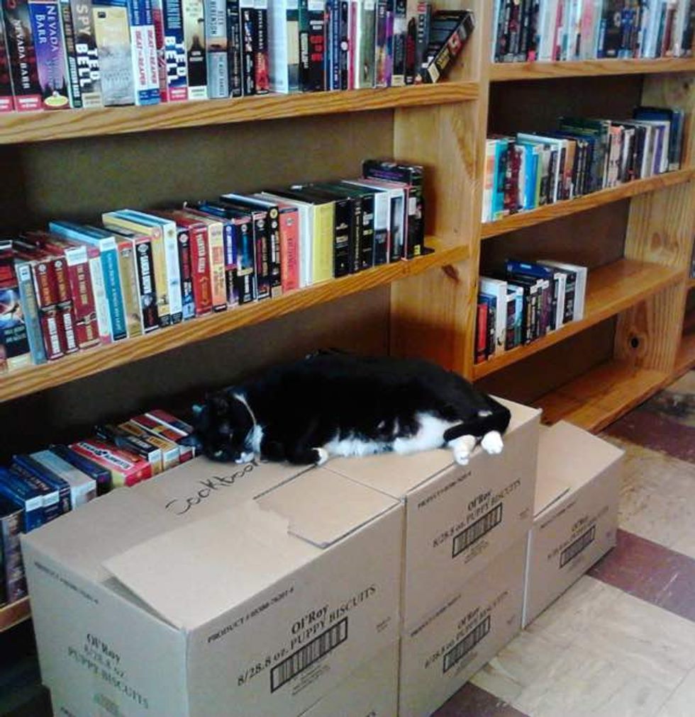 This Local Book Store Has a Cat with Some Serious Cattitude! - Love Meow