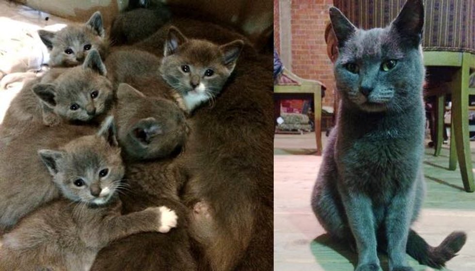 Family Saves Stray Cat from the Cold, She Brings Them a Gift 3 Weeks ...