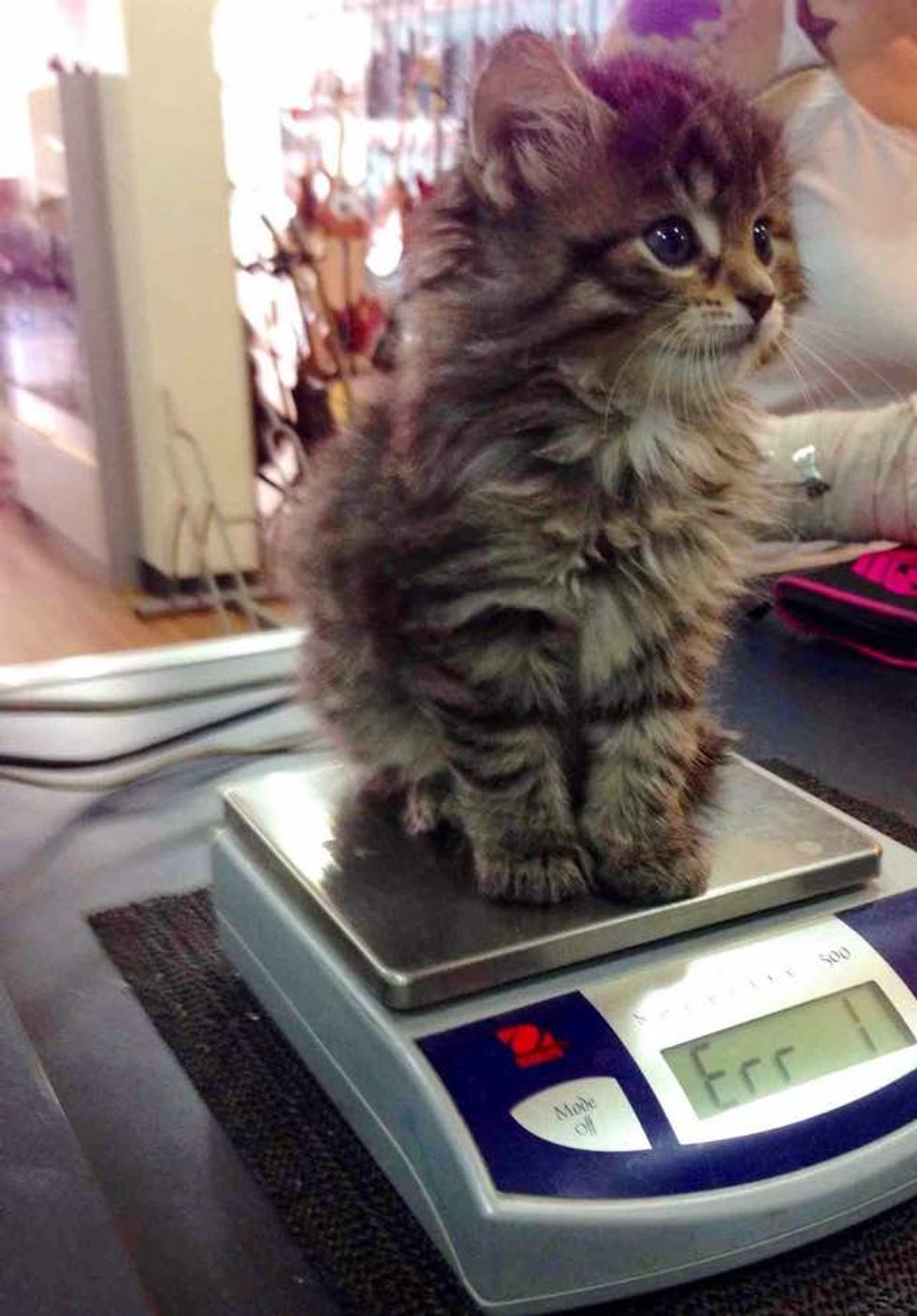 Cats Explain Mathematics in a Purrfect Way! (10+ pics) - Love Meow