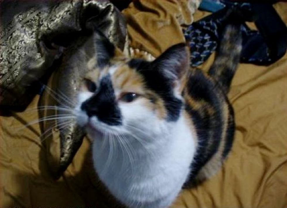 Cats Explain Mathematics in a Purrfect Way! (10+ pics) - Love Meow