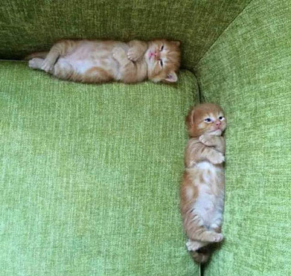 Cats Explain Mathematics in a Purrfect Way! (10+ pics) - Love Meow