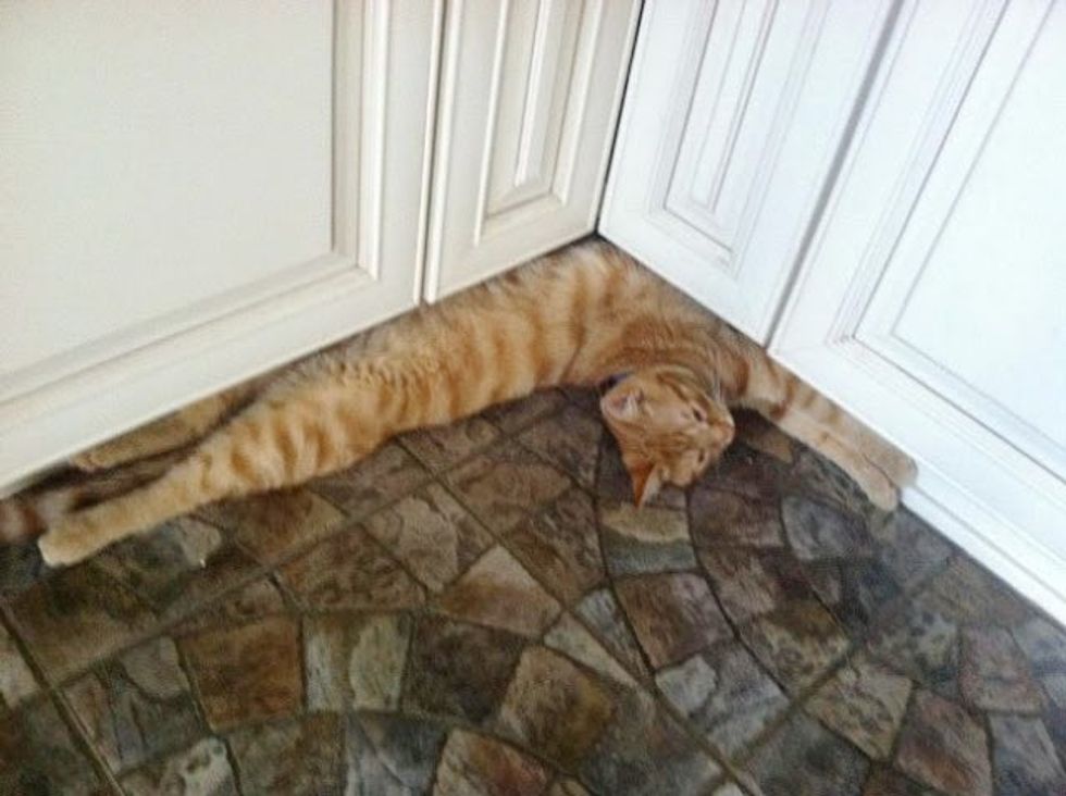 Cats Explain Mathematics in a Purrfect Way! (10+ pics) - Love Meow