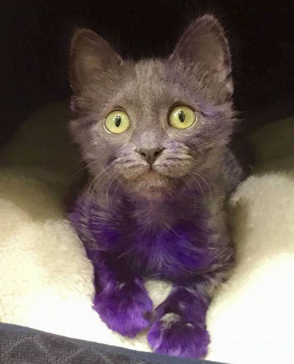 Purple Kitten is Getting Back to His Glorious Grey Coat - Love Meow
