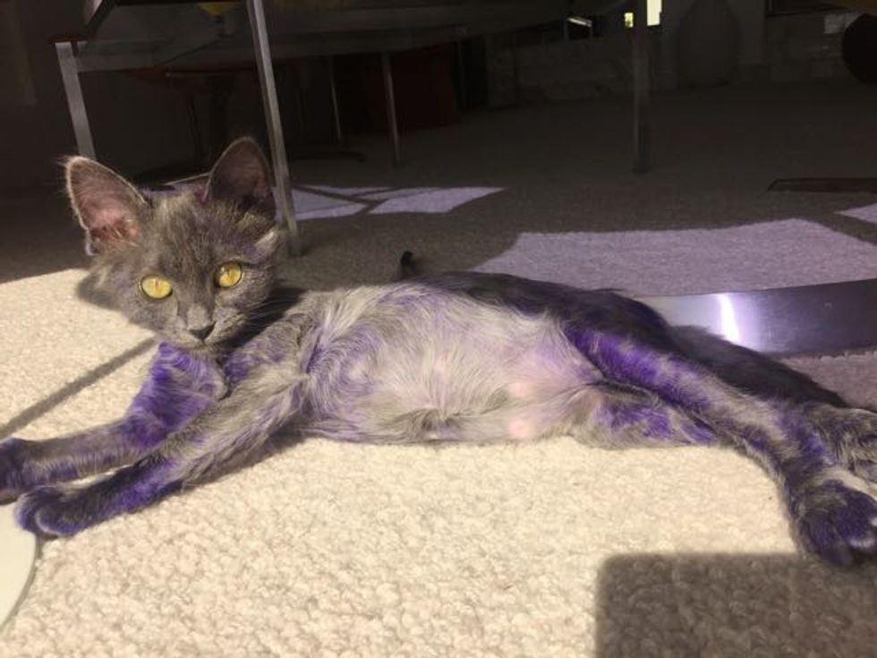 Purple Kitten is Getting Back to His Glorious Grey Coat - Love Meow