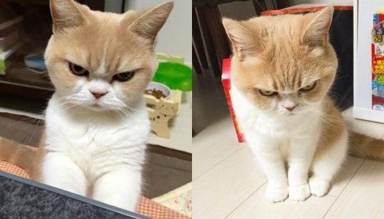 She’s Not Mad. This Cat Just Has a Perpetual Disapproving Look on Her ...