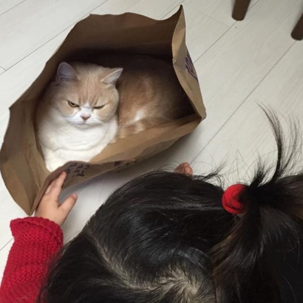 She’s Not Mad. This Cat Just Has a Perpetual Disapproving Look on Her ...