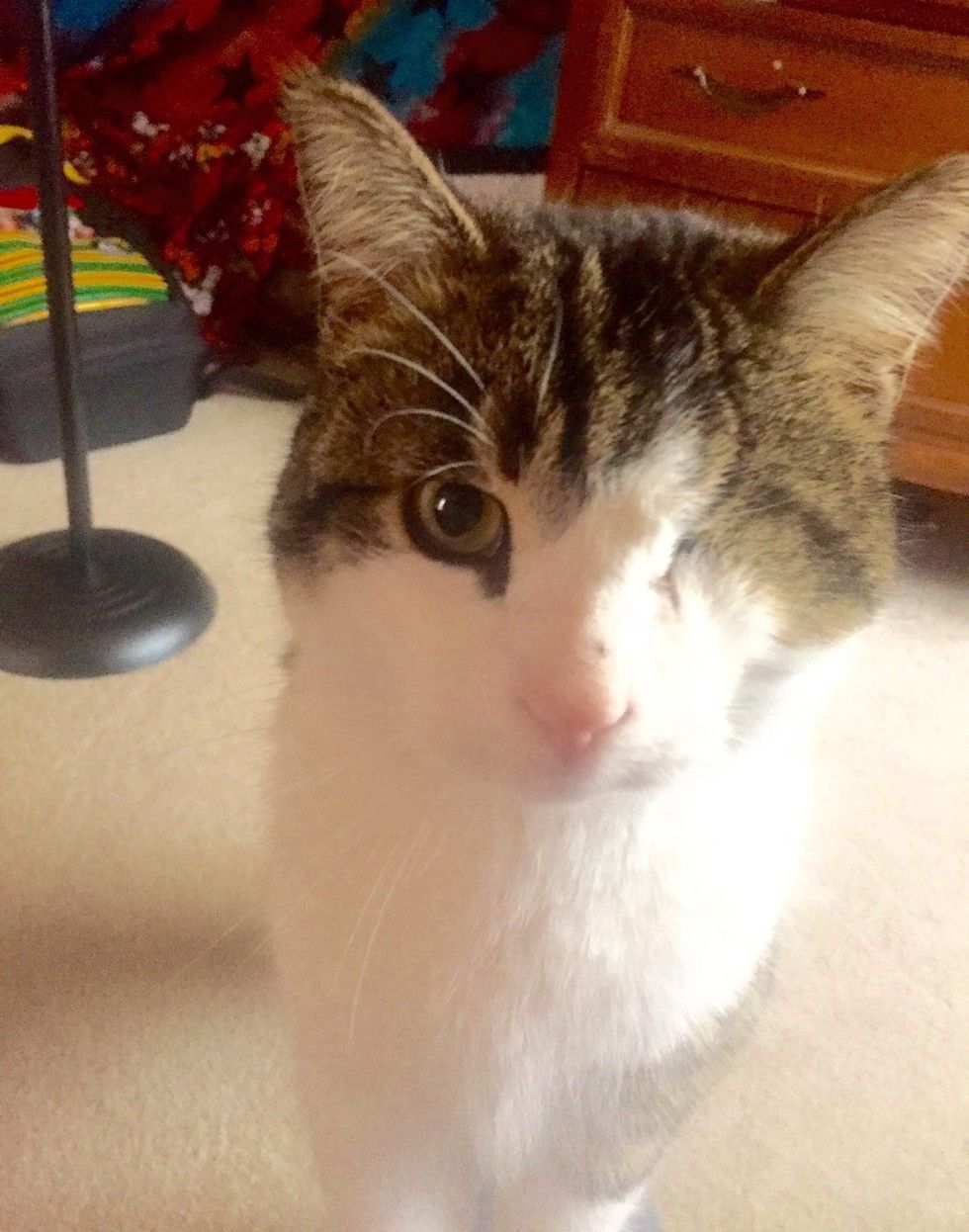 The Joy When this Lost One-eyed Cat Found His Family After 8 Months ...