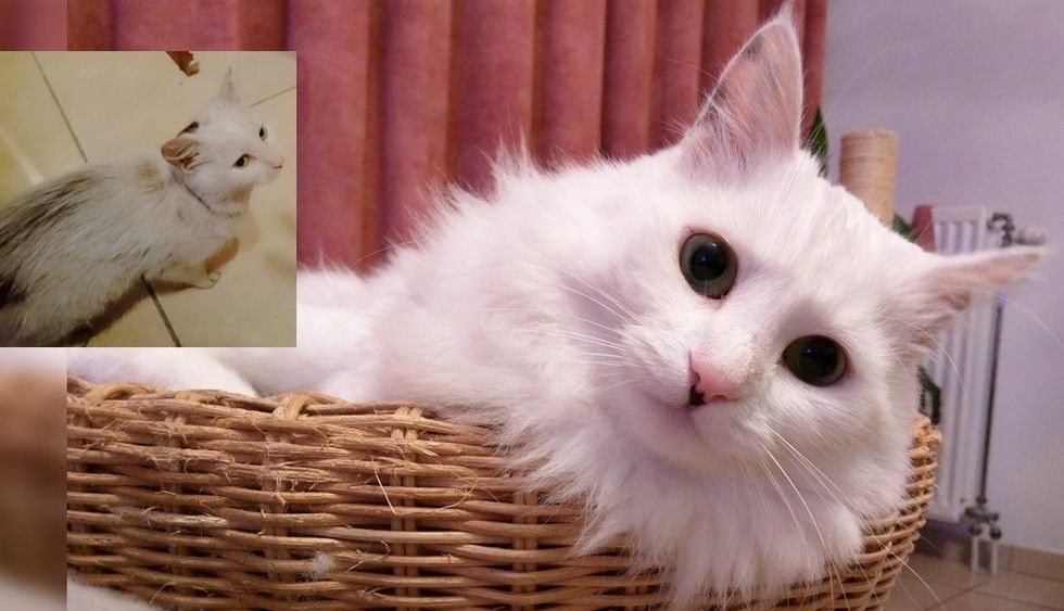 Cat Rescued from the Street Surprised Her Humans with Her New Found ...