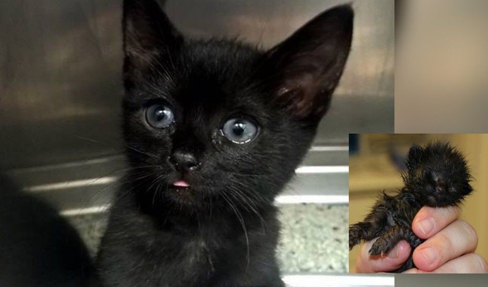 Ten Day Old Kitten Surprised Everyone with Her Amazing Fight to Live ...