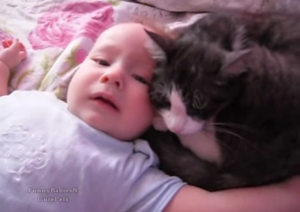 Caring Cat Offers Snuggles and Talks Softly to Comfort Crying Baby ...