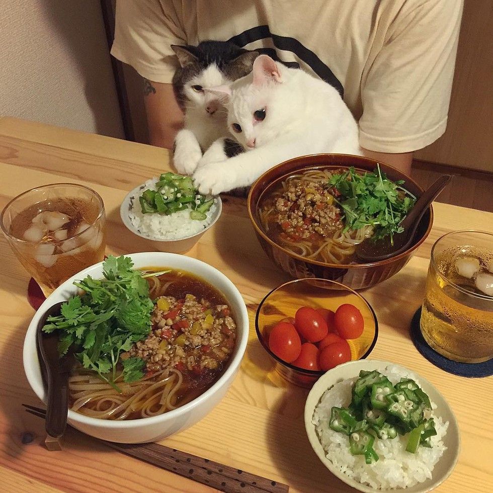 A Couple Captures Every Moment of Their Cats Watching Them Eat - Love Meow