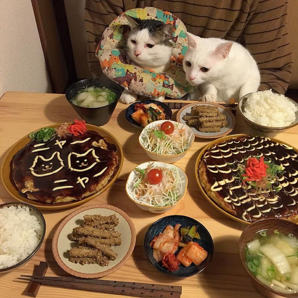A Couple Captures Every Moment of Their Cats Watching Them Eat - Love Meow