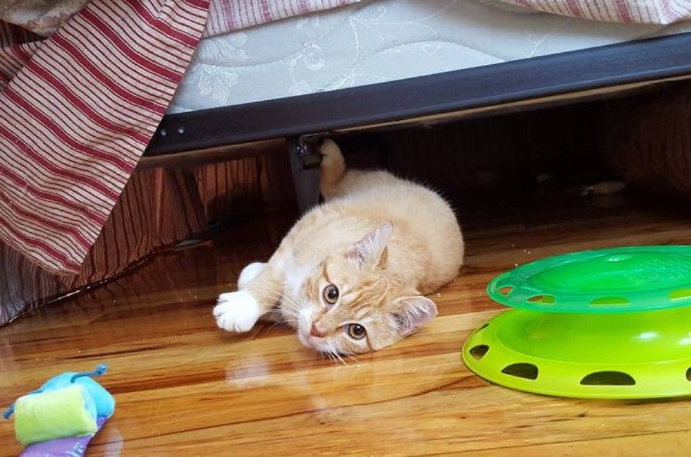 Brave Cat Lost Leg and Tail but Found Love and Hope in Life - Love Meow