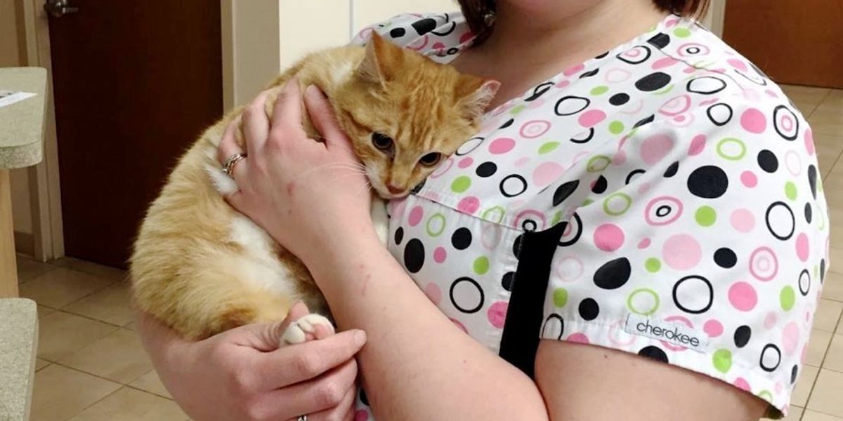 Brave Cat Lost Leg and Tail but Found Love and Hope in Life - Love Meow