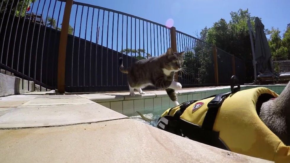 Cat Finds an Unusual Way to Enjoy the Pool with Her Canine Sidekick ...