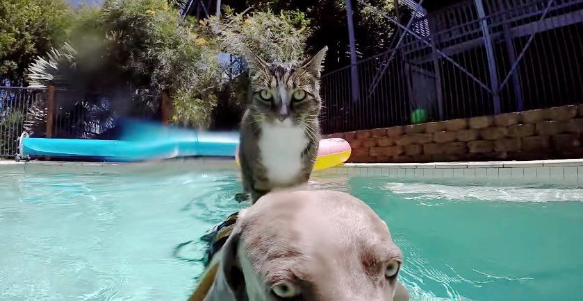 Cat Finds an Unusual Way to Enjoy the Pool with Her Canine Sidekick ...