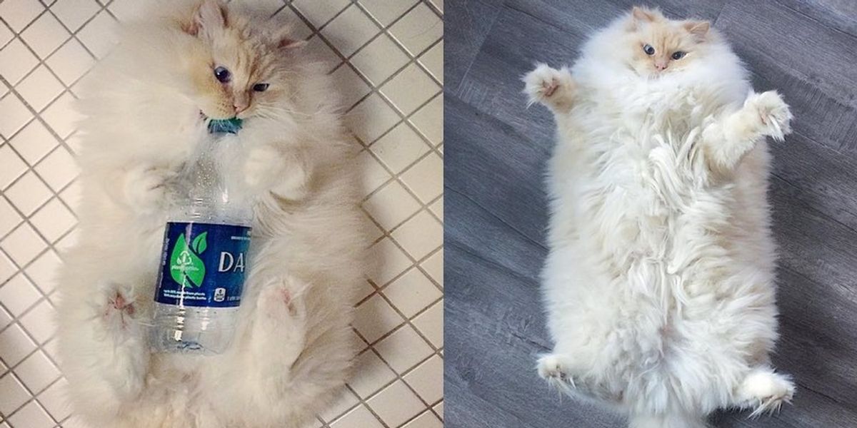 This Kitty's Glorious Fluff May Just Put You on Cloud 9! - Love Meow