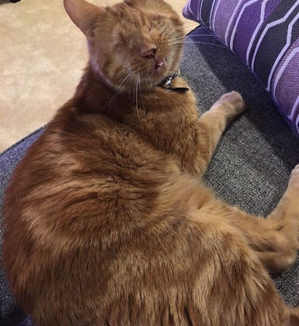 Blind Cat Becomes His Human's Shadow, Follows Her Everywhere She Goes ...