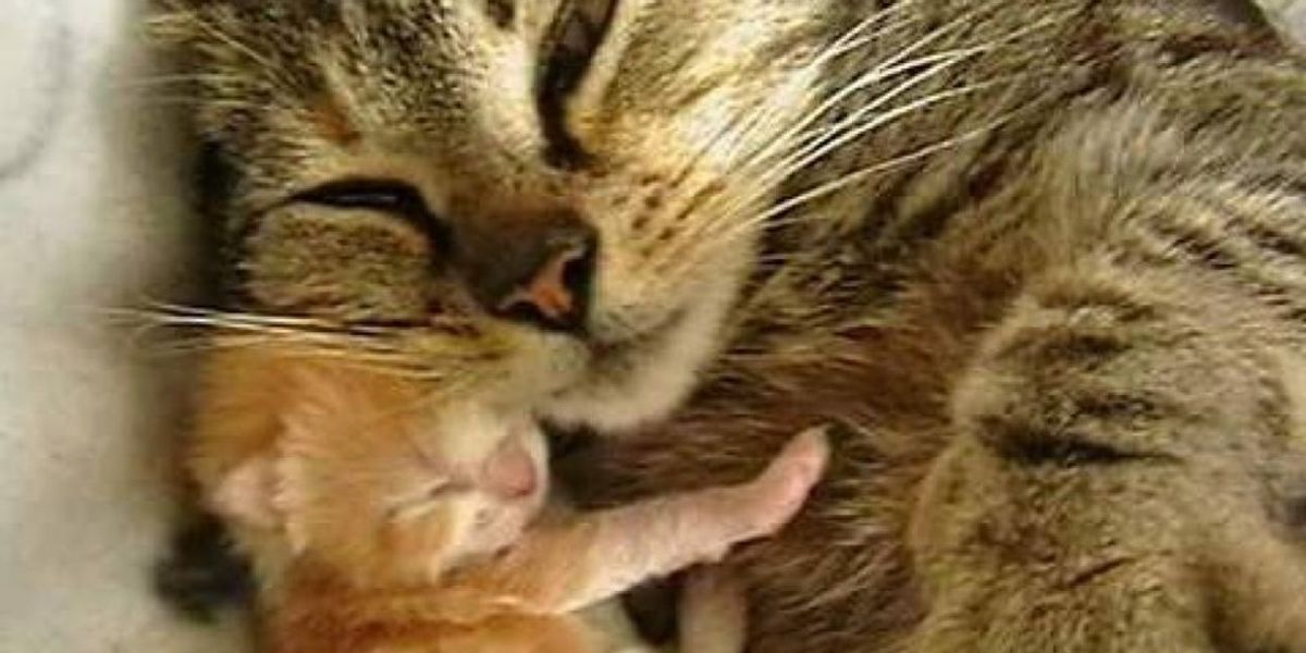 Stray Cat Followed Kind Woman Home, 2 Hours Later, She Brought Her the ...