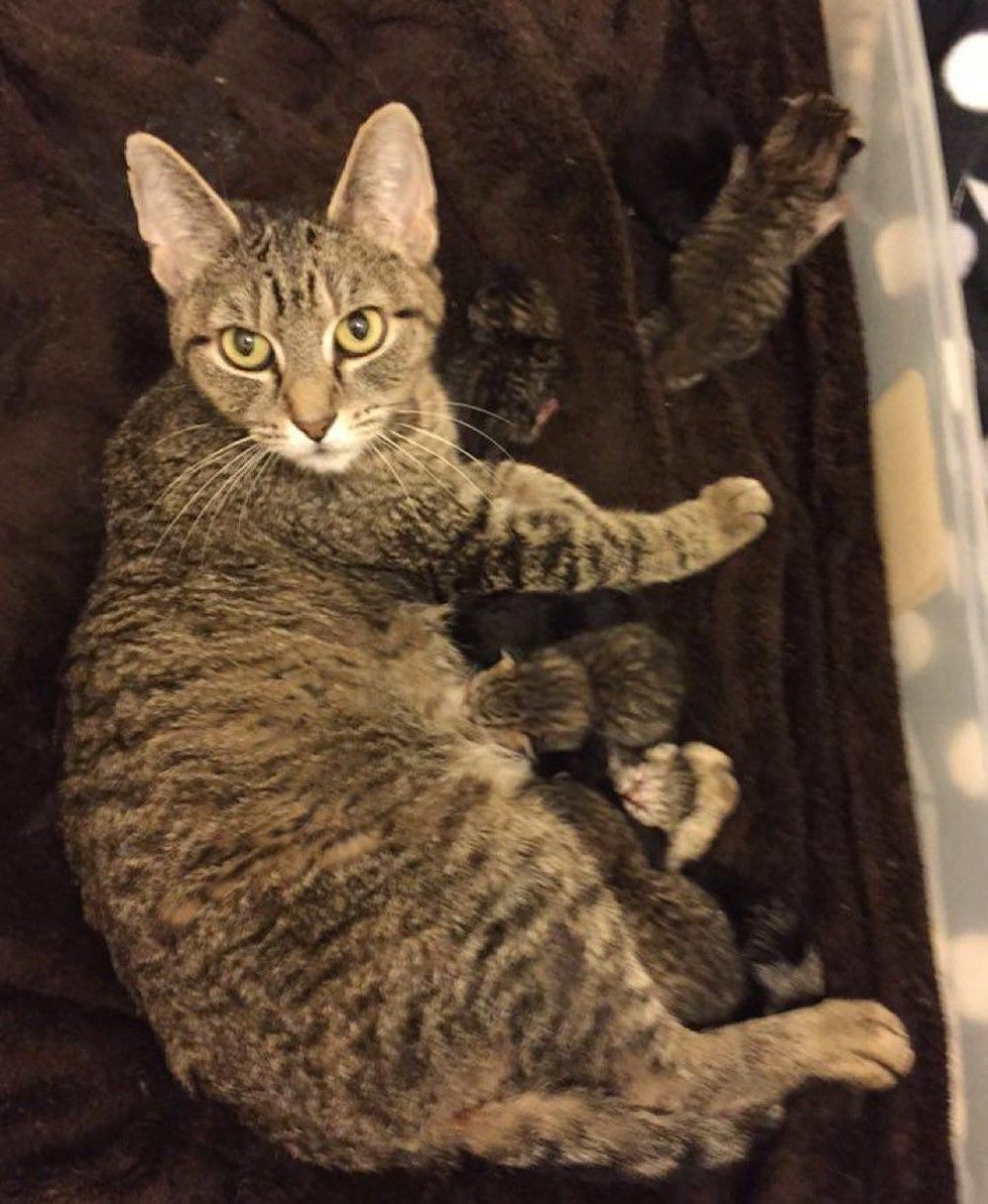 Tabby Cat Surprised Shelter Staff with 9 Mini Tabbies! - Love Meow