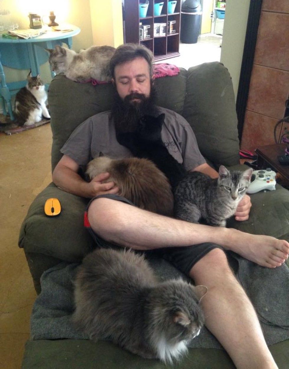 These Guys Show Us How to Properly Volunteer at a Cat Sanctuary. - Love ...