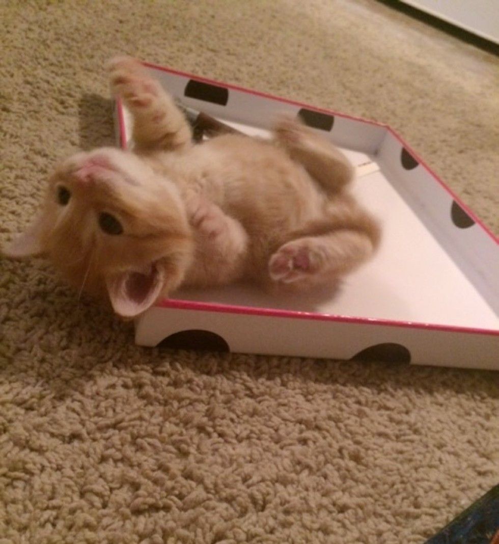 Woman Hears Meow from Trash and Finds a Tiny Kitten Looking for Food ...