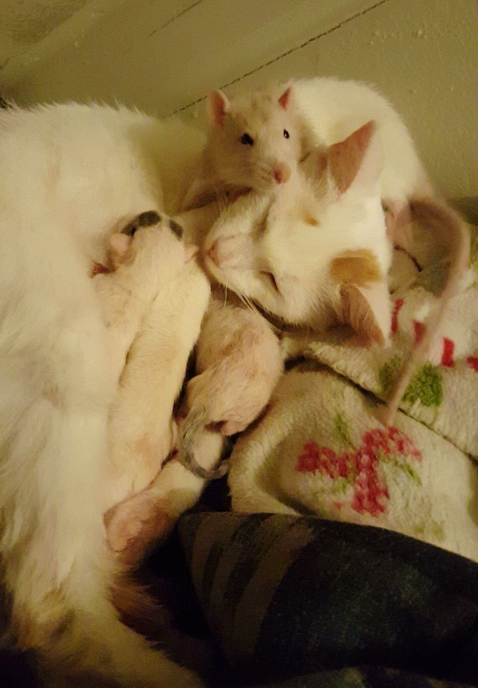 Rat Helps Cat Mama Groom Her Babies and Even Starts Purring - Love Meow