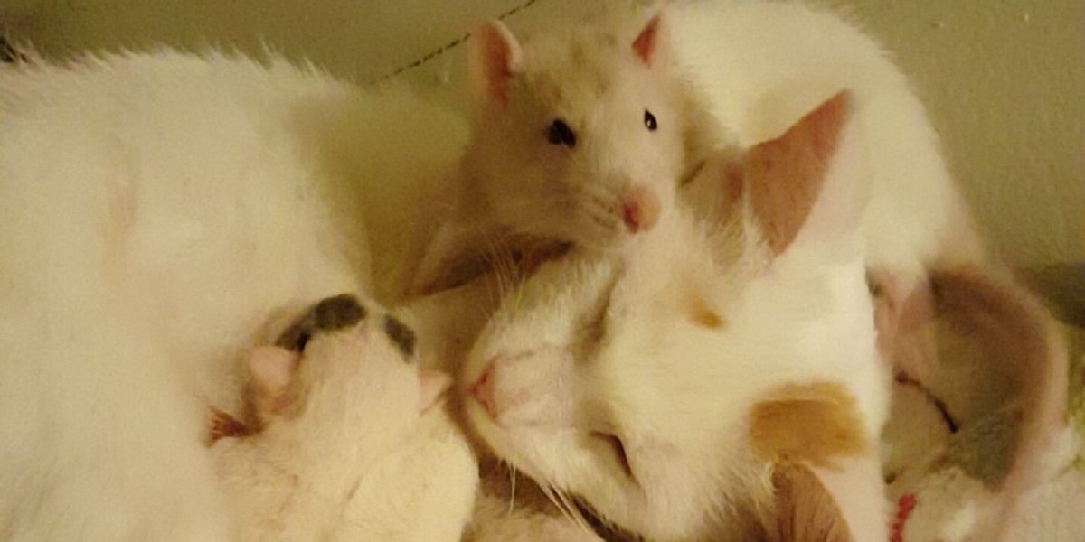 Rat Helps Cat Mama Groom Her Babies and Even Starts Purring - Love Meow