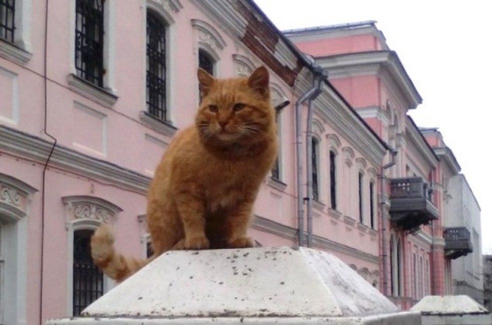 Stray Ginger Cat Decides He Will Be the Doorman for a Museum - Love Meow