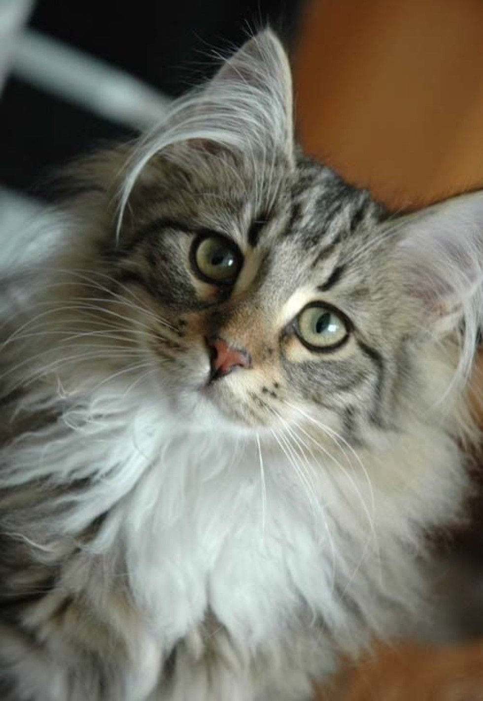 These 7 Kitties Have Some Serious Ear Floofs - Love Meow